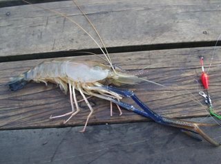 Prawn Fishing in Singapore: Types of Shrimps / Prawns in Asia