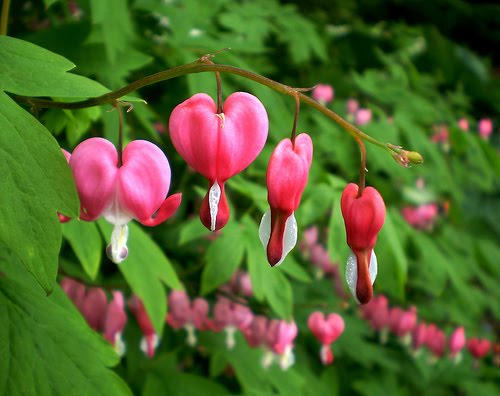 BEAUTIFUL FLOWERS: Bleeding Heart Flower - Pictures & Meanings