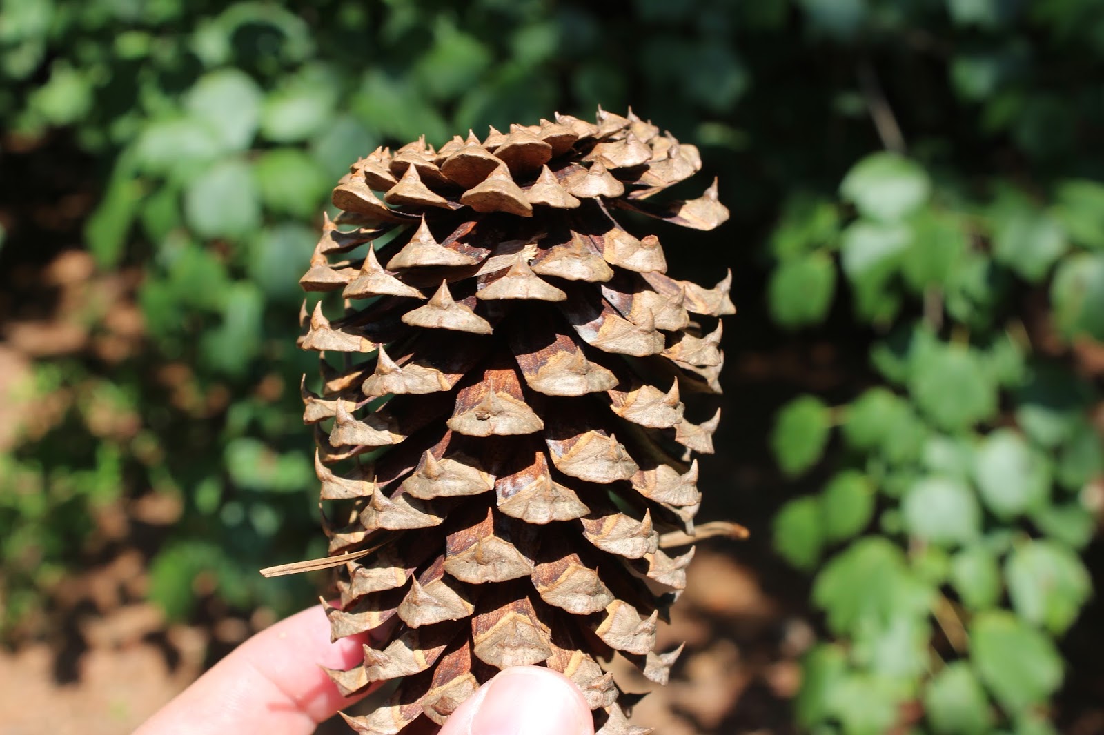 The Triangle, Naturally