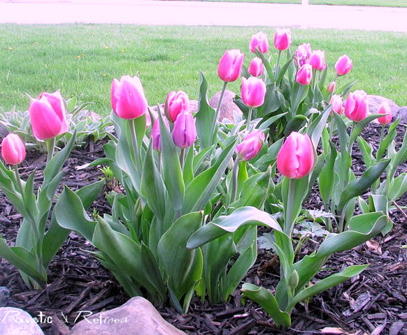 Gardening | Rustic & Refined