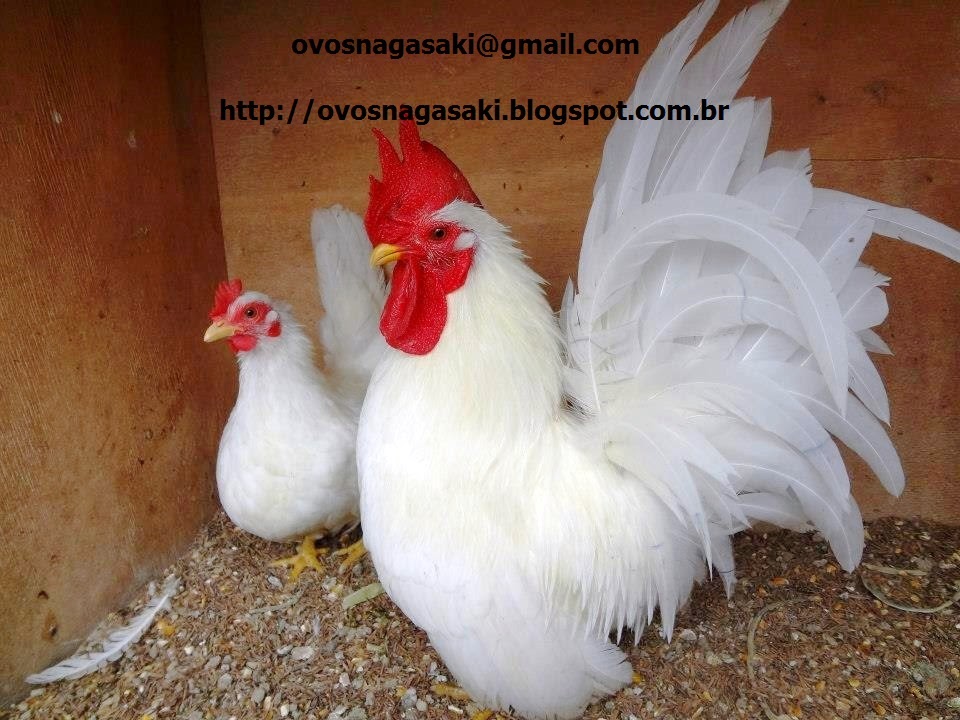 Ovos de Garnizé Nagasaki - Aves Ornamentais: Venda de Ovos de Garnizé ...