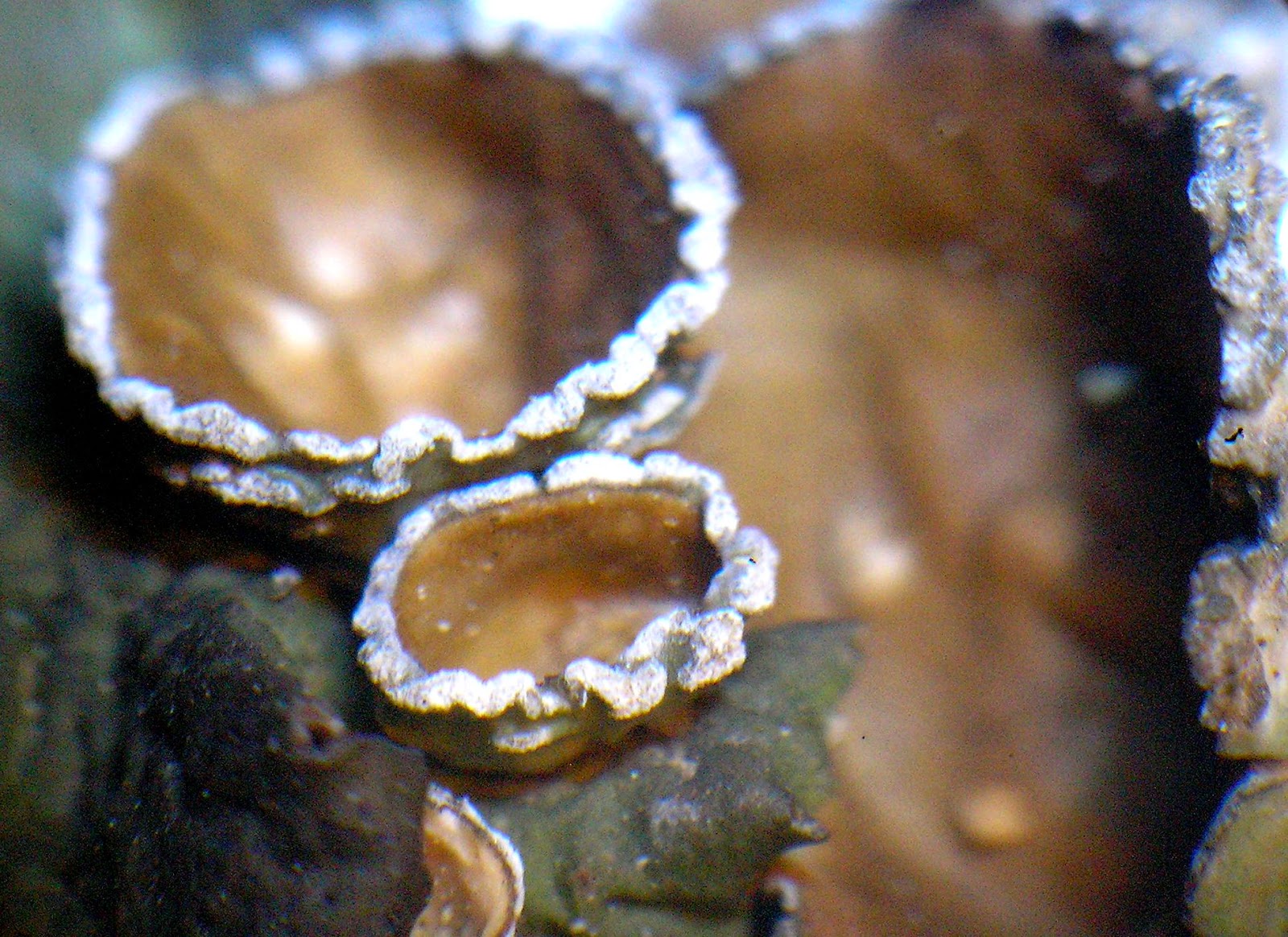 CUADERNO DE CAMPO del Treparriscos: Parmelia acetabulum.