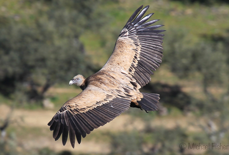 Roadrunners Mike and Linda: Birdwatching in the International Douro ...