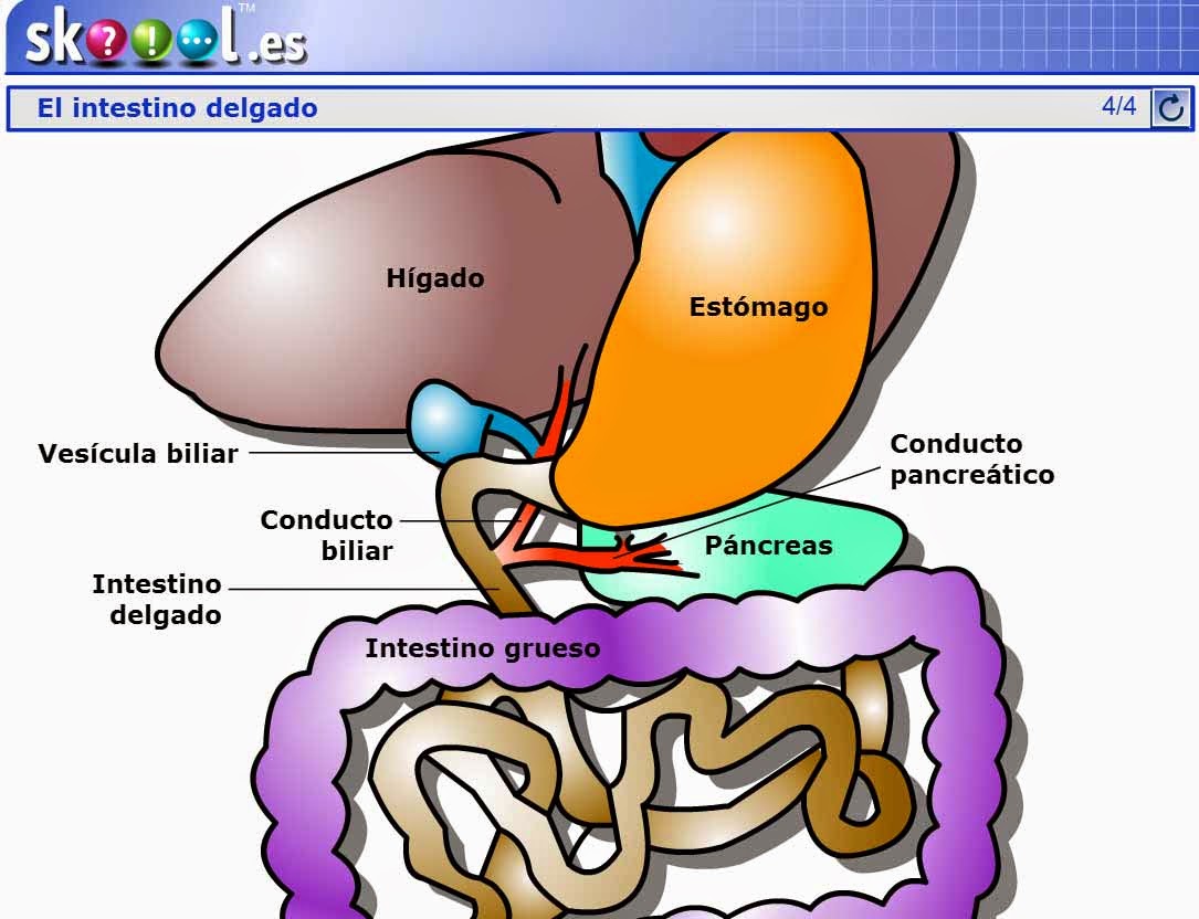DIGESTIÓN: Comprende el sistema digestivo humano con Skoool.es