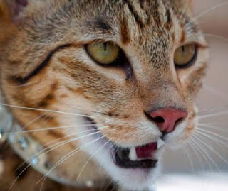 Funny & Cute Cats: Most expensive Pet Cat Ashera Royal Cat