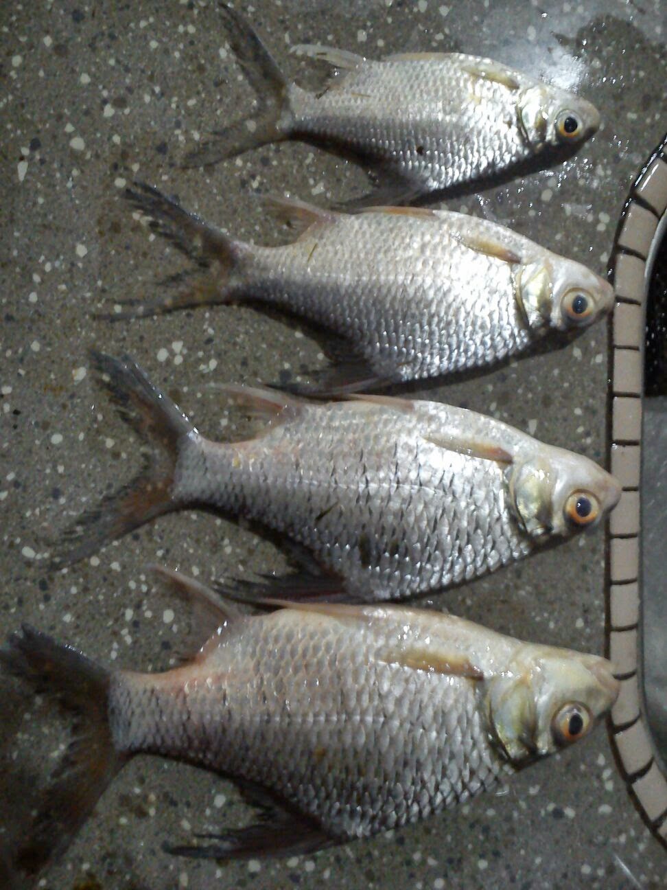 sisi baik2 je: Buah Kulim