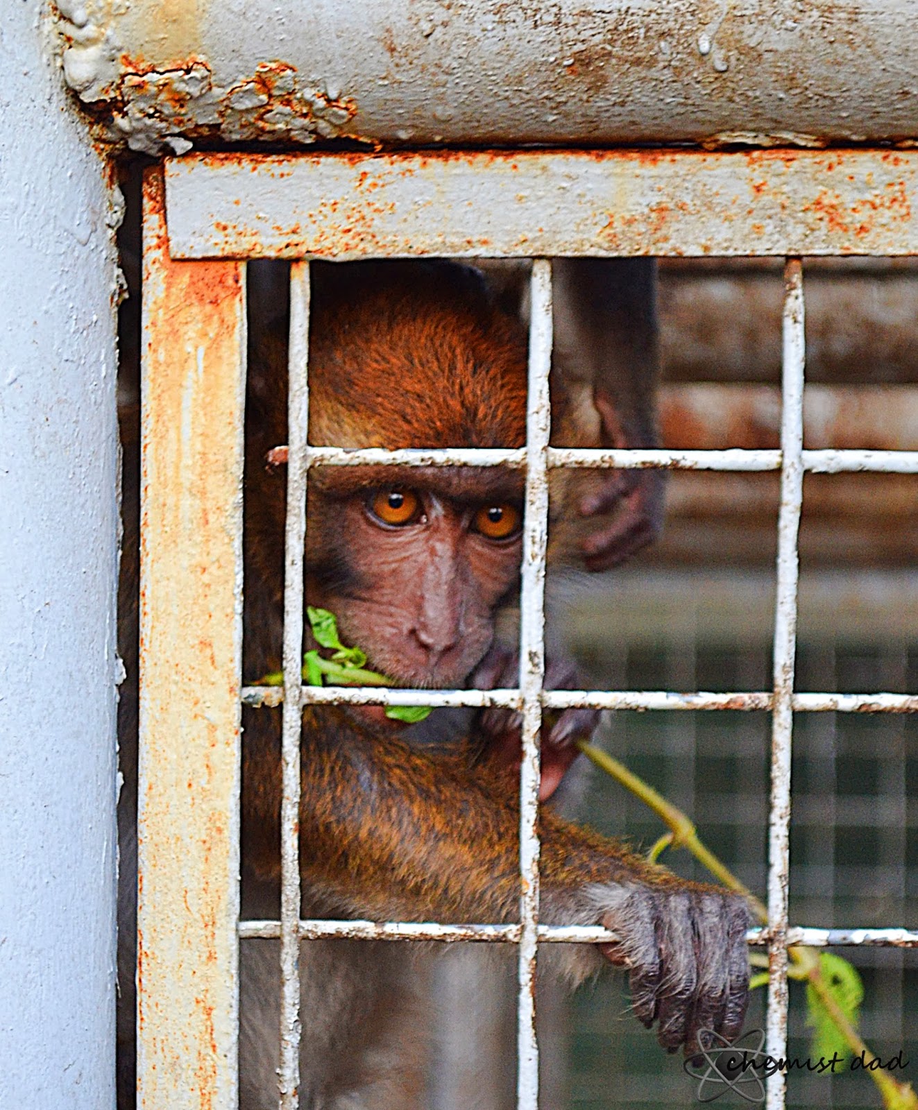 Random Shots Friday: The Monkey