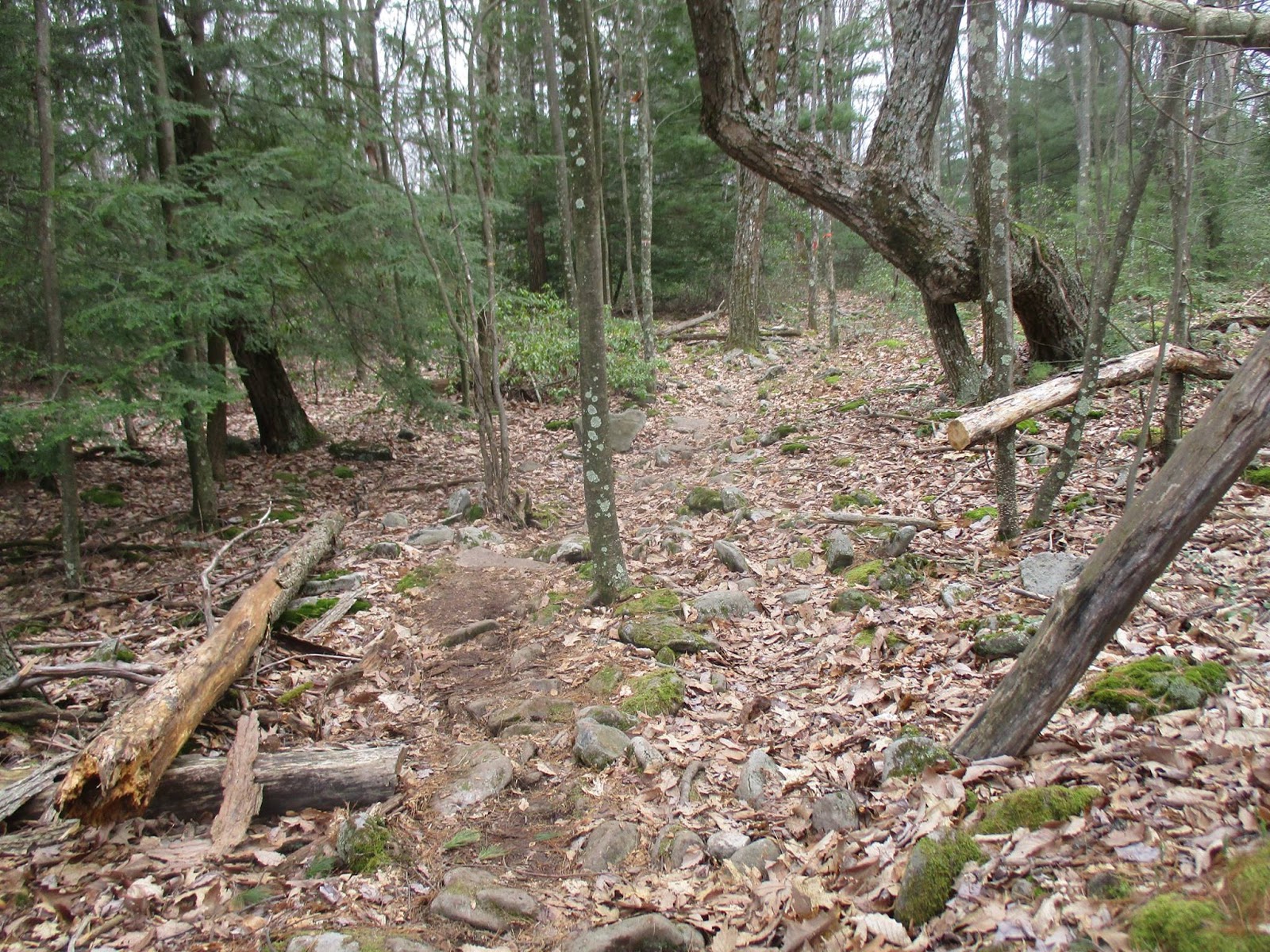 Beast Coast Trail Running by Scott Snell: 2017 Hyner View Trail ...