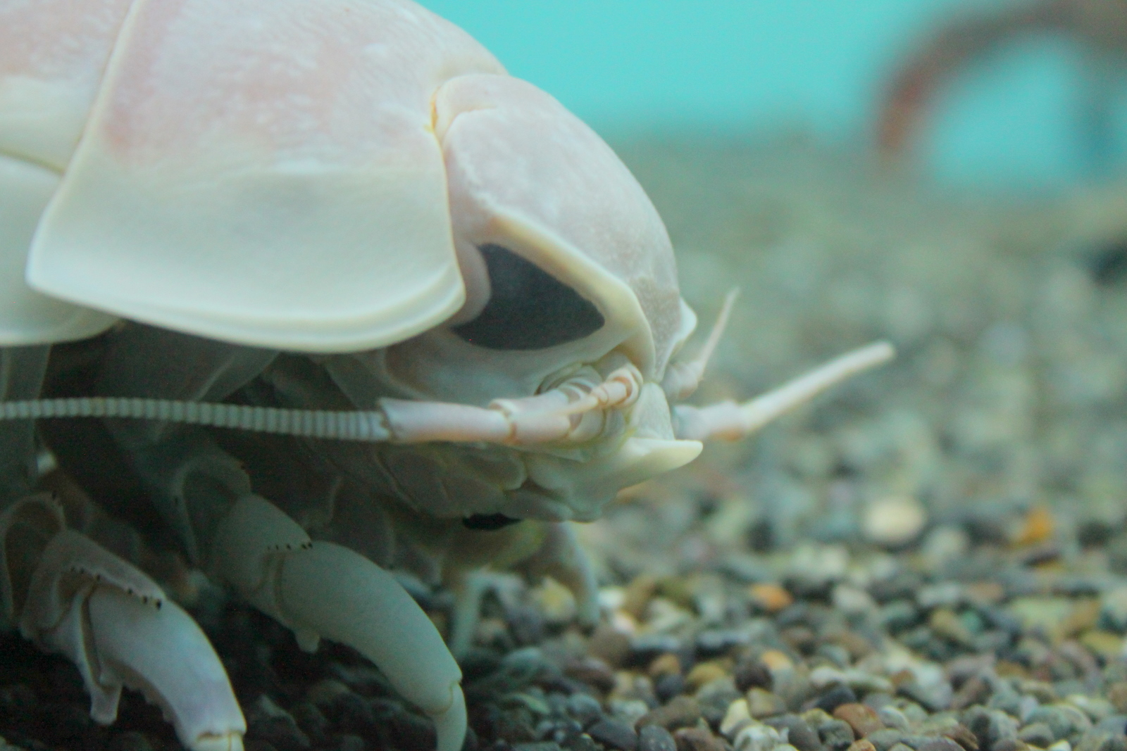 Hello, Dubai!: Disgusting: The Storm Trooper sea cockroach