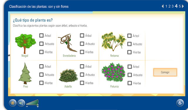 Science Class: Clasificación De Las Plantas 4º