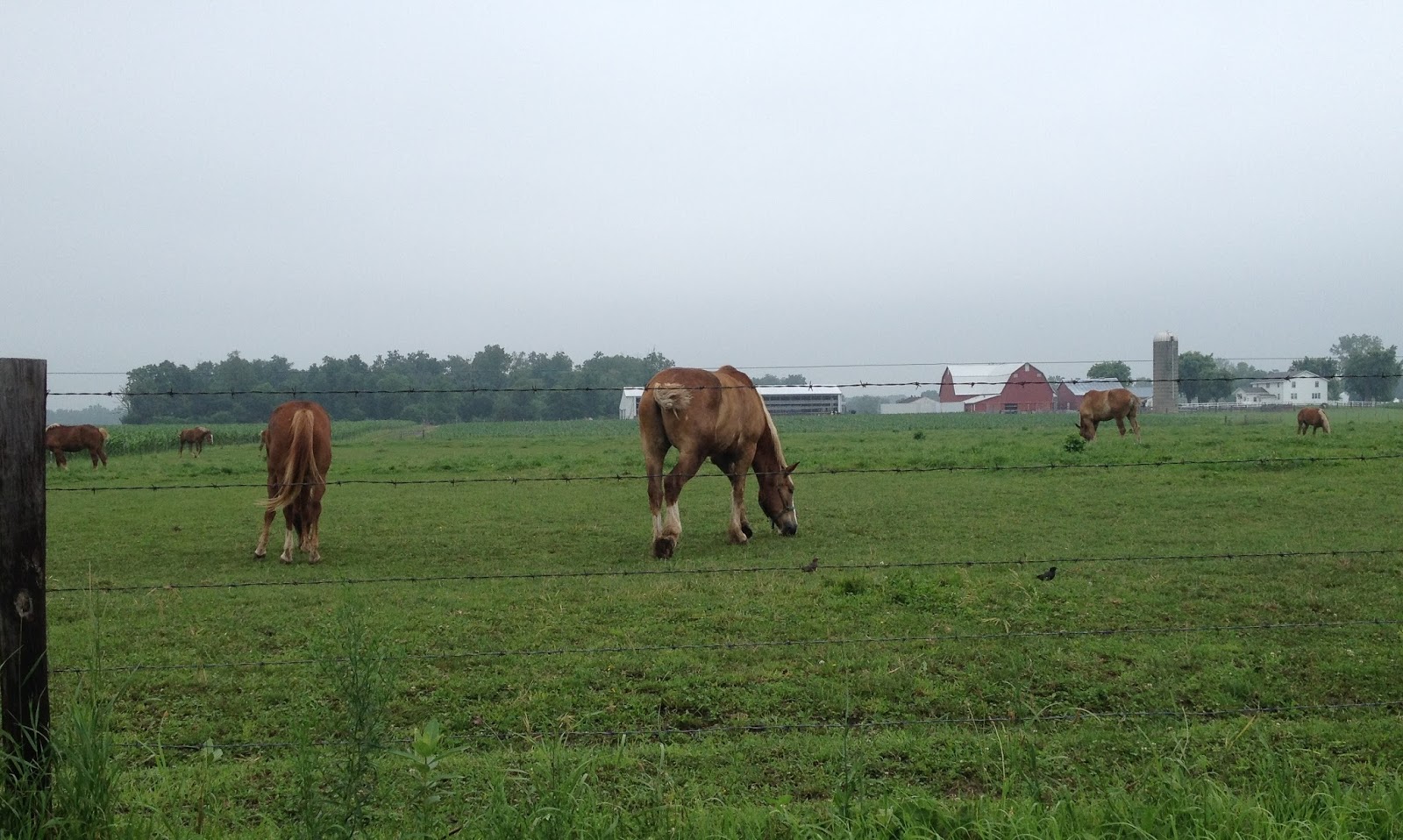 Amish Horses: Amish Farm Tour