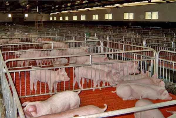 Pig Farming in France - pig farming equipment