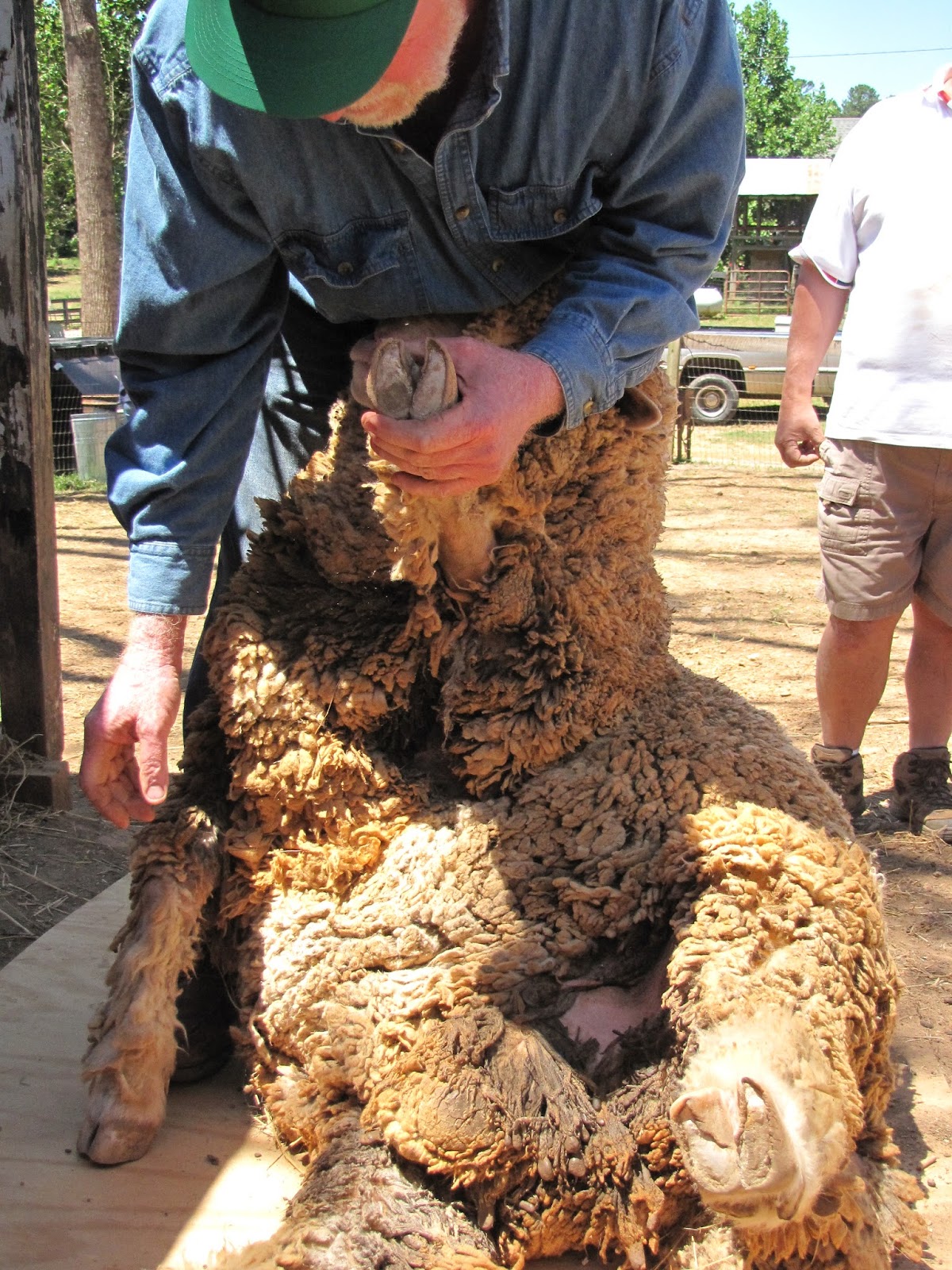 Sheep...revisited....