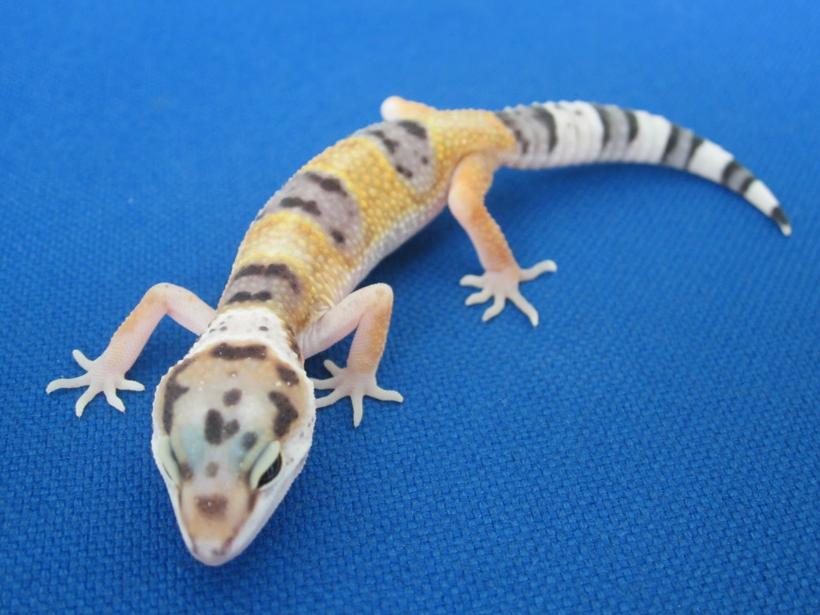PLANET GECO LEOPARDINO & CO. : FOTO BABY 2012