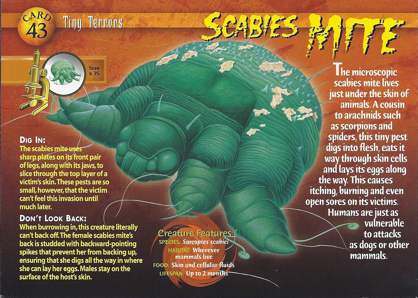 World Hospital: Scabies