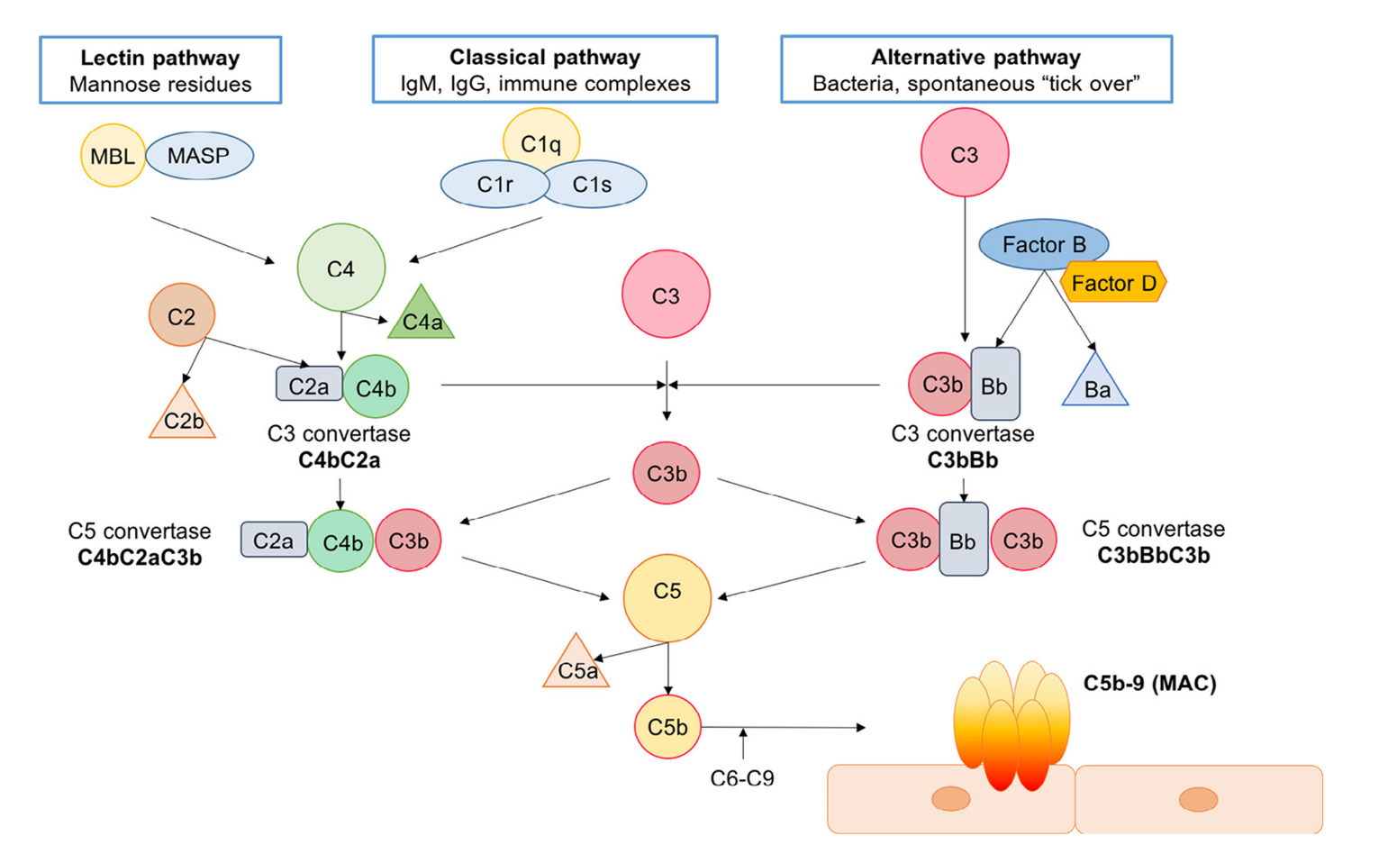 総合診療医カジィのノート: 補体