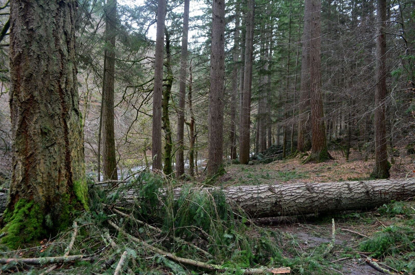 Tour Scotland: Tour Scotland Video Photographs Storm Damage Hermitage ...