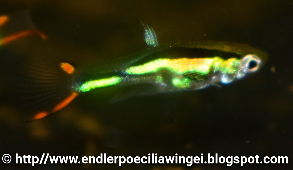 Lime Endlers Livebearers