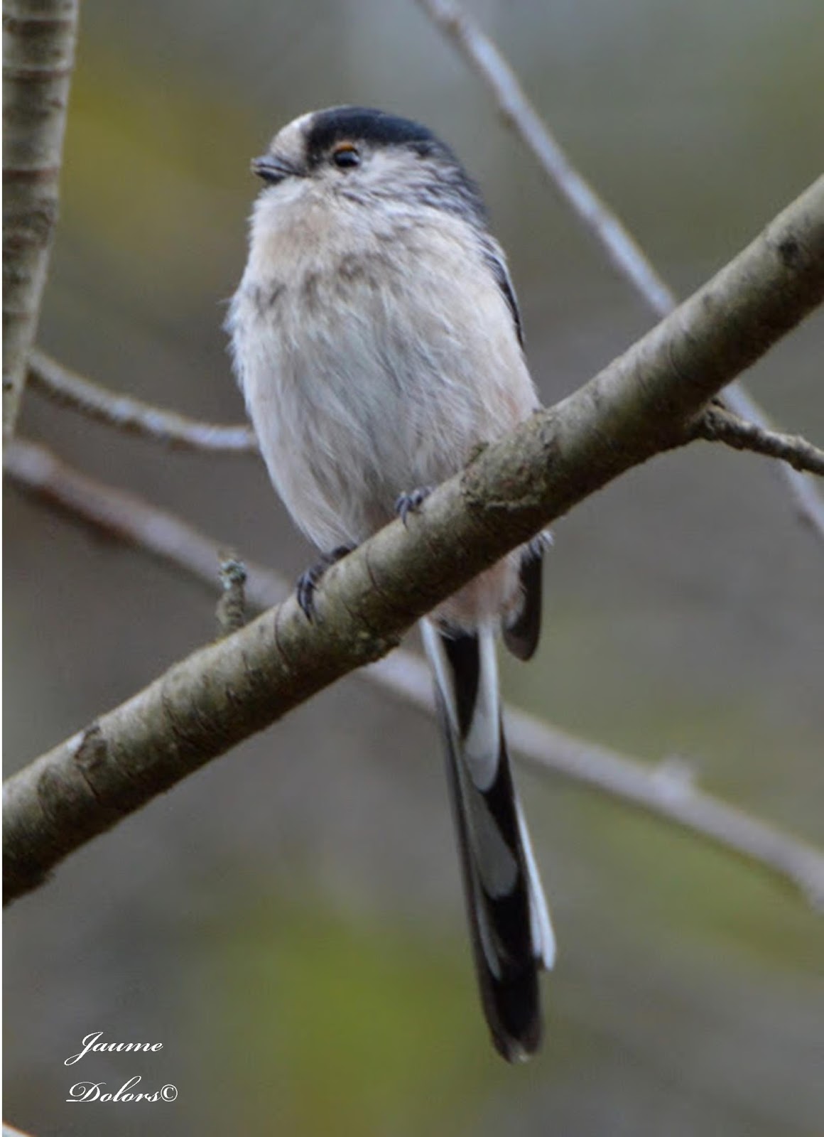 Ocells de Vallgorguina: Mallerenga cuallarga