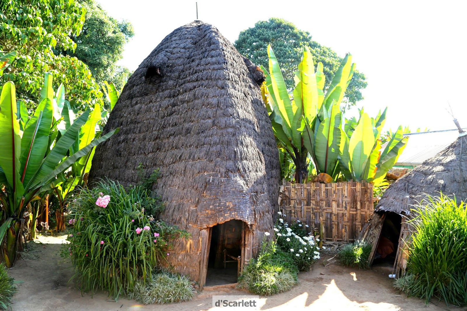 Brain Scoops from Princess Snapperhead: The Ensete Eating Dorze People ...