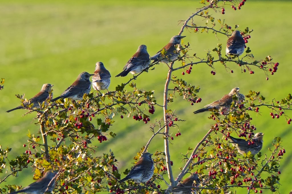 Roy's Nature Logbook: Fieldfare Plus