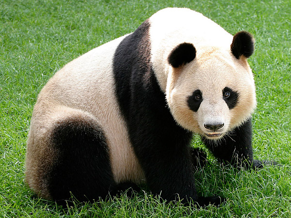 Le panda