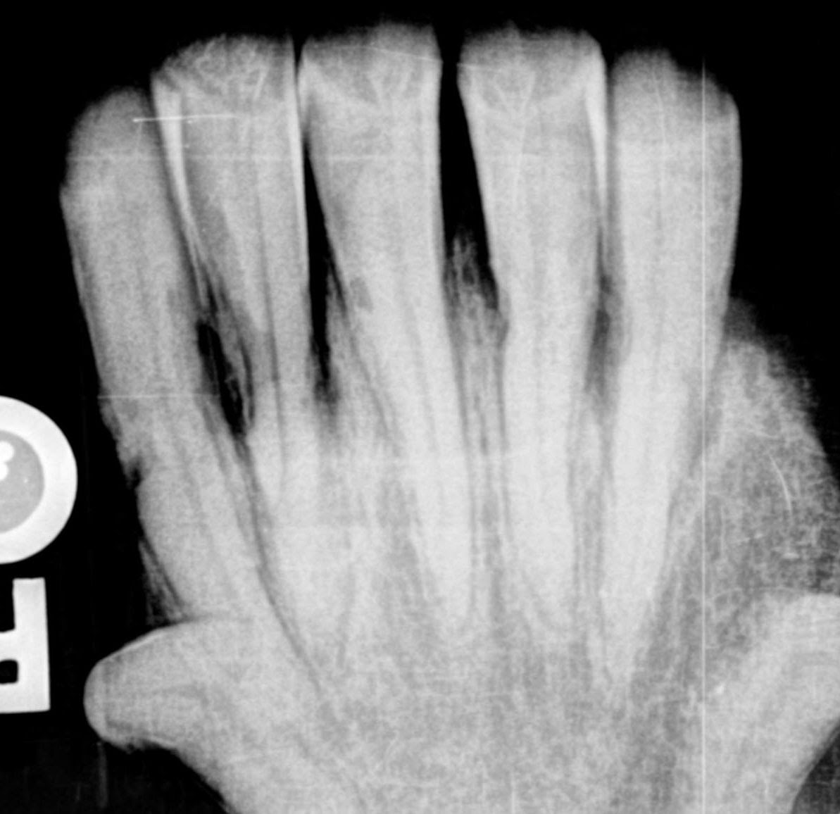 Equine Dentistry: Equine Odontoclastic Tooth Resorption and ...