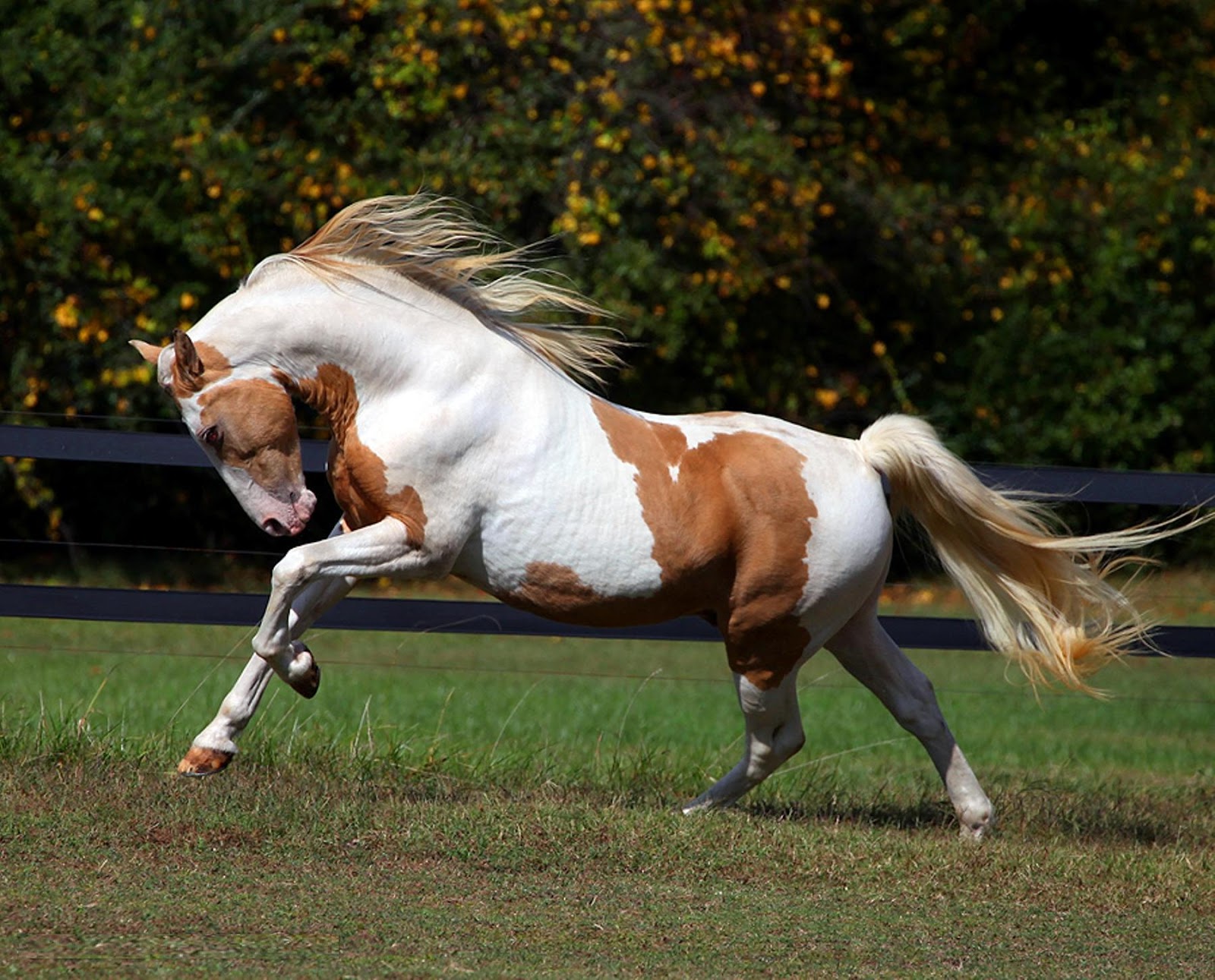 Paint Horse paint-horse