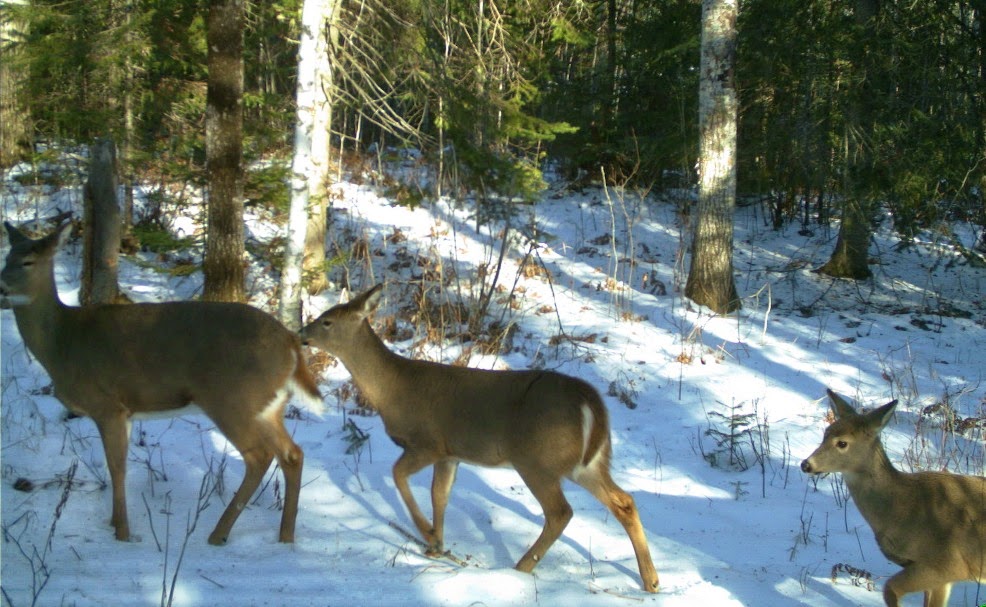 Bow Narrows Camp Blog on Red Lake Ontario: Lots of timber wolves already