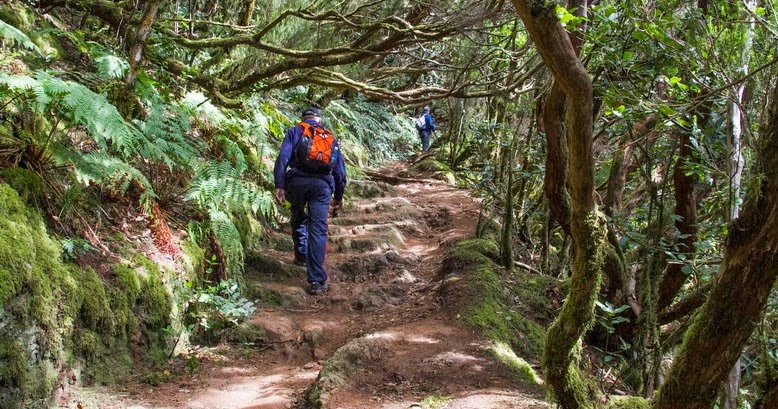 EL RINCÓN FOTOGRÁFICO DE FRANCISCO CURBELO: RUTA CIRCULAR: "EL BOSQUE ...