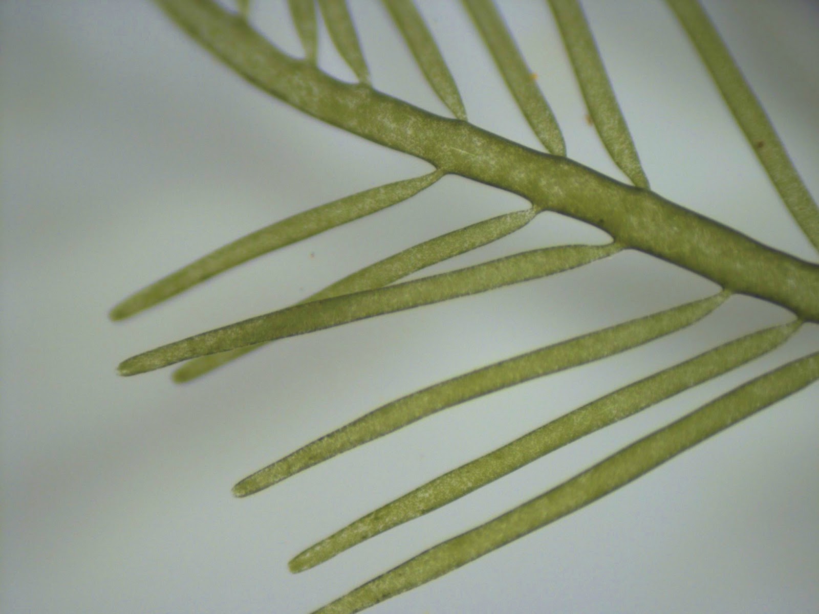 Bryopsis Microscope