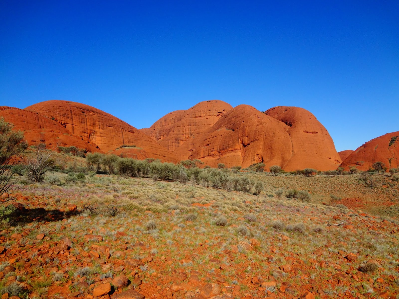 A Wallaby's World: Australian Outback!