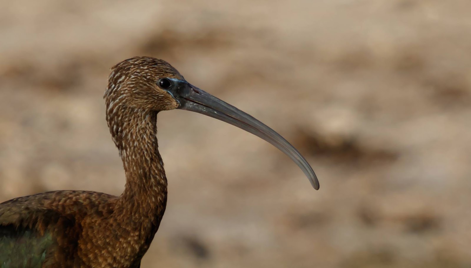 Morito común (Plegadis falcinellus)