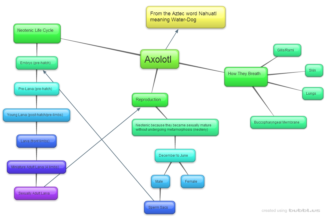 The Lost RoadRunner: Concept Map of the Axolotl
