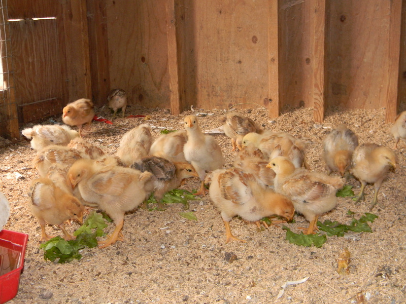 Home Joys: Freedom Ranger Chicks at Two Weeks