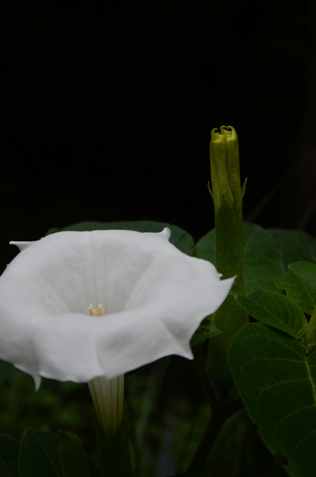 Zone Five and a Half: MOONLIGHT GARDEN -- Flowers That Go BLOOM In the ...