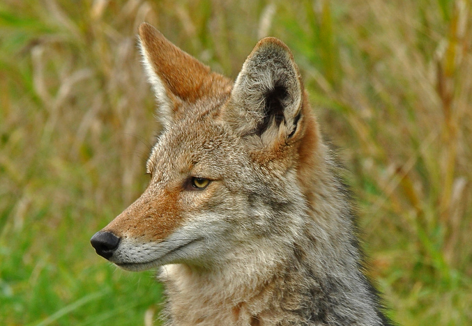 Dallas Trinity Trails: Hunting The Wetlands and Sloughs of the Trinity ...