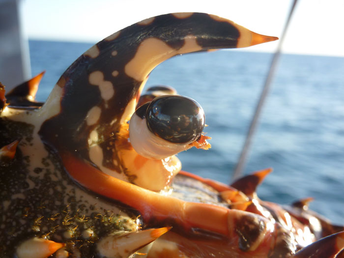 Blog del velero Sirocodiez: Hogsty Reef, un atolón perdido al sur de ...