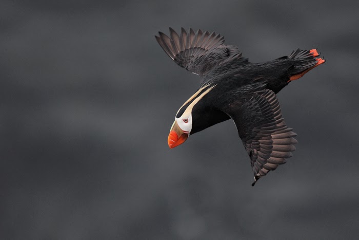 Little Critterz: Animal Profile: Tufted Puffin