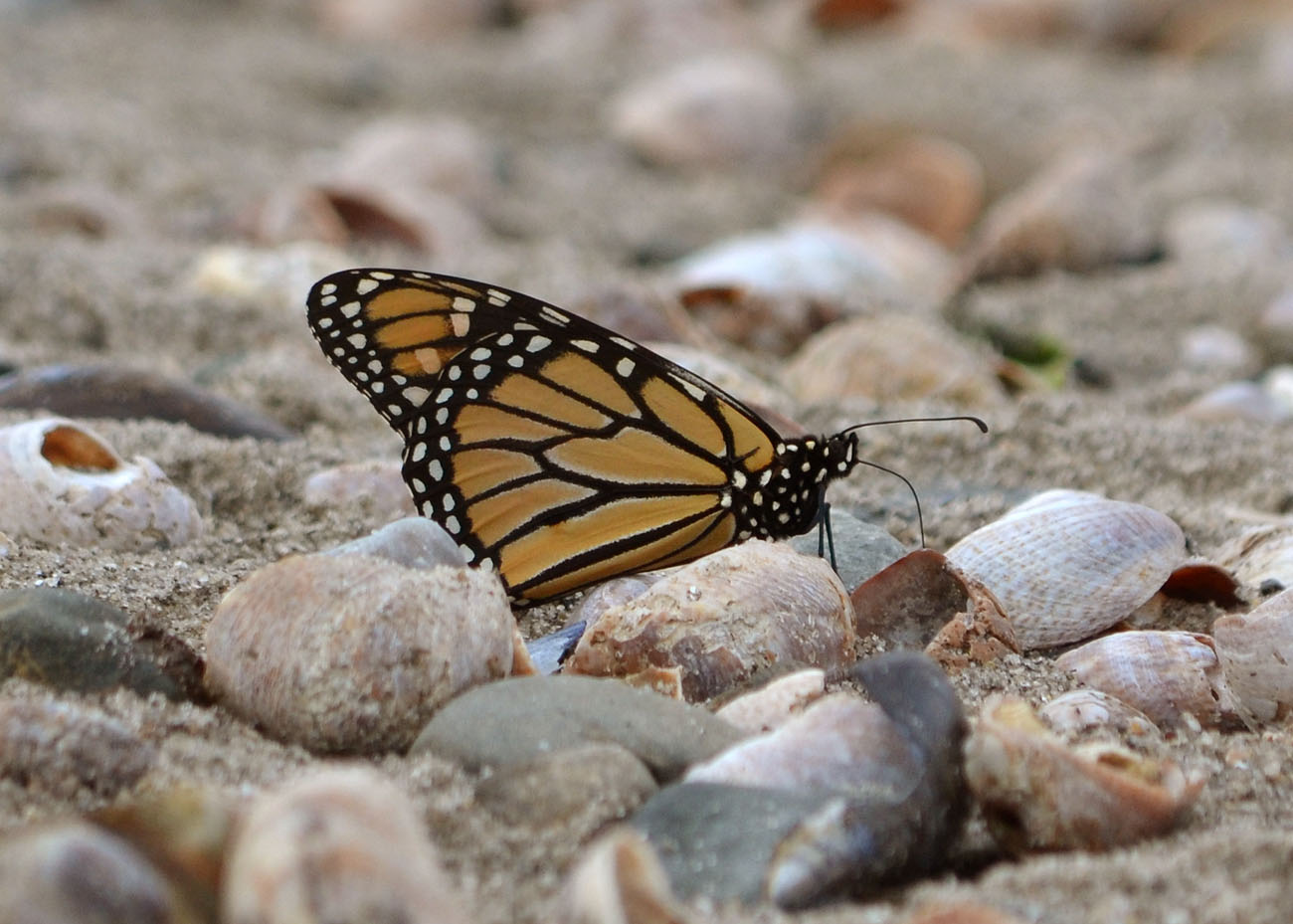 Woods Walks and Wildlife: June 2014