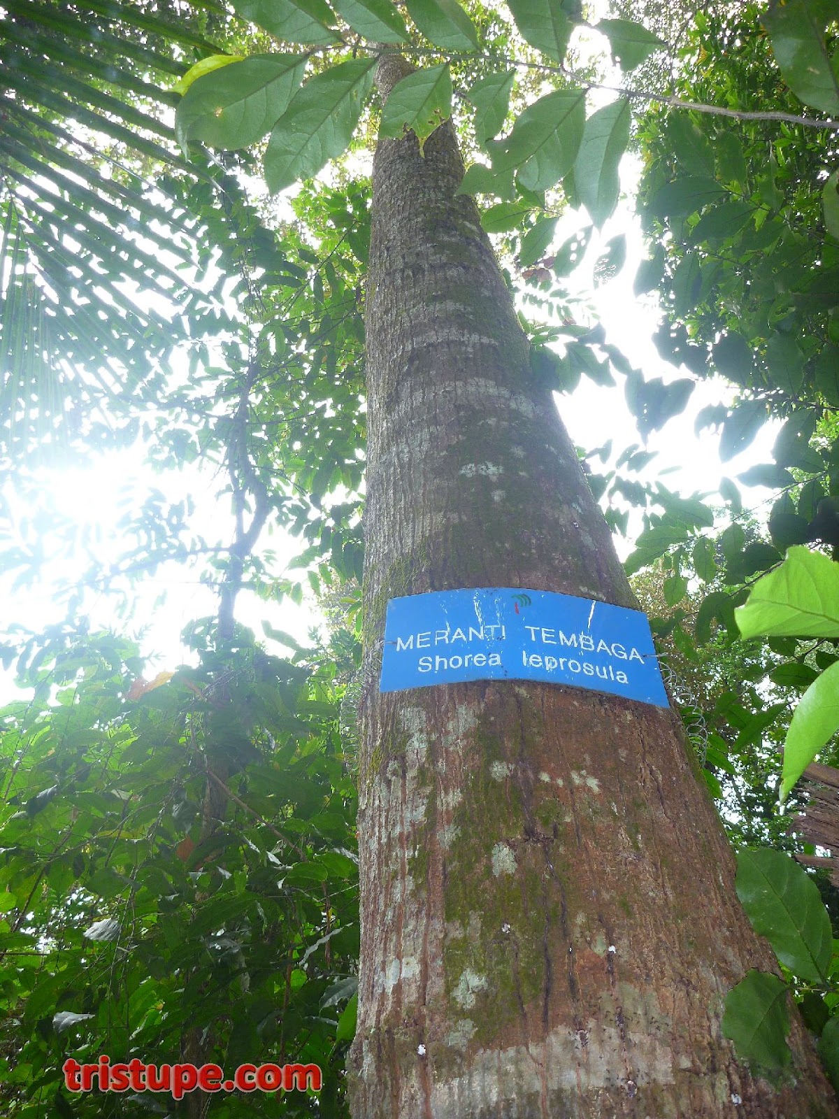 Pokok Meranti Tembaga