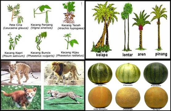10 Contoh Keanekaragaman Hayati Tingkat Jenis Pada Hewan Dan Tumbuhan ...
