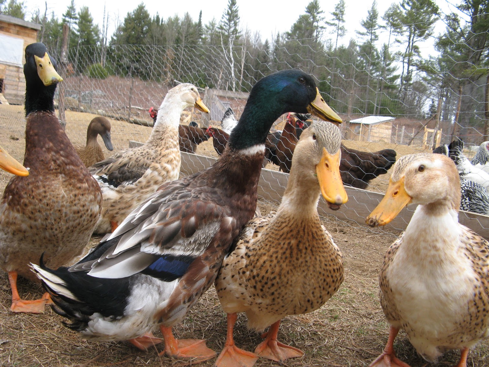Animal Instinct: A Day With Ducks