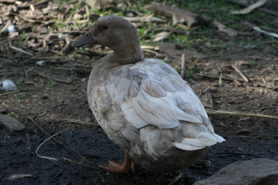 The Duck Hilton: And Ducks - it IS the Duck Hilton after all!