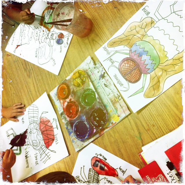 ChumleyScobey Art Room: 1st Grade Insect Diagrams