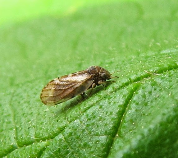 Bug Eric: Hackberry Psyllids: A Fixture of Fall