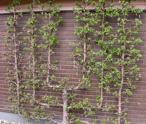 Maria Backlund: En ilsken DAM och MITT PERSIKOTRÄD.