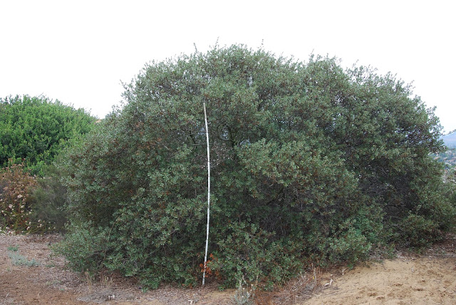 A California Native Plant Garden in San Diego County: Chaparral and ...