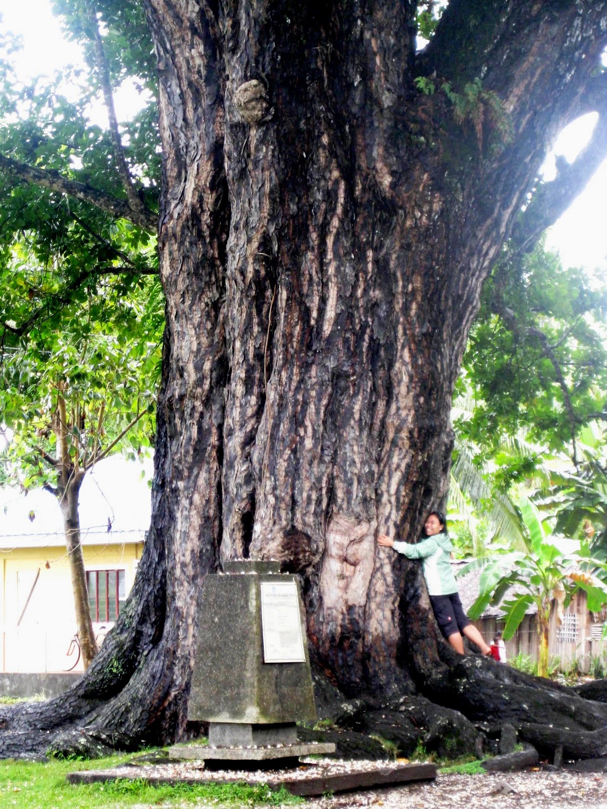 Tree Hugging Adventures