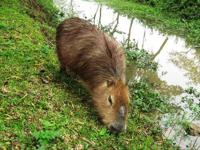 animales tipicos del amazonas: marzo 2016